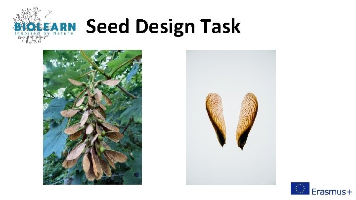 Seed Design Task What can we learn from