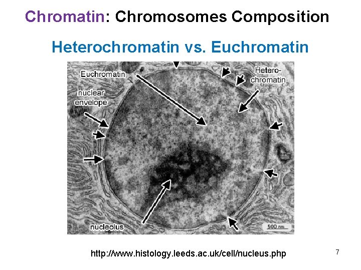 Cell Cycle by Tri Suwandi S Pd M