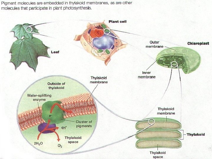 Chapter 7 8 Photosynthesis Cellular Respiration Metabolism Matter