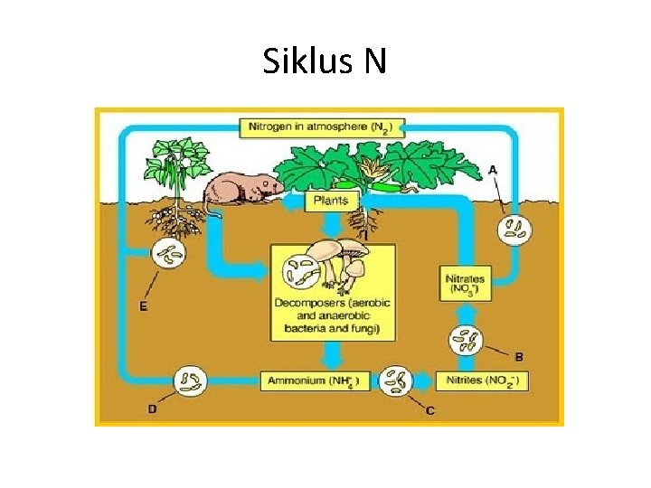 Daur Biogeokimia Daur Biogeokimia Rangkaian perubahan bentuk unsurunsur