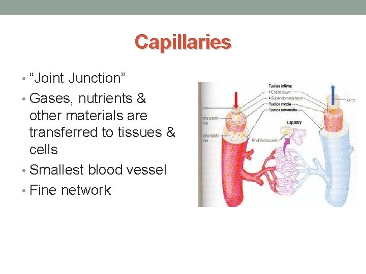 The Heart Right Side Receives deoxygenated blood coming