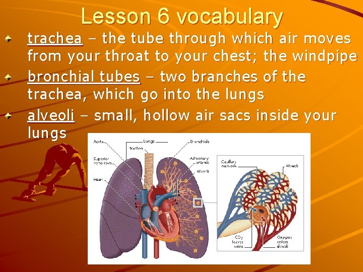 Respiratory System Lesson 6 vocabulary trachea the tube