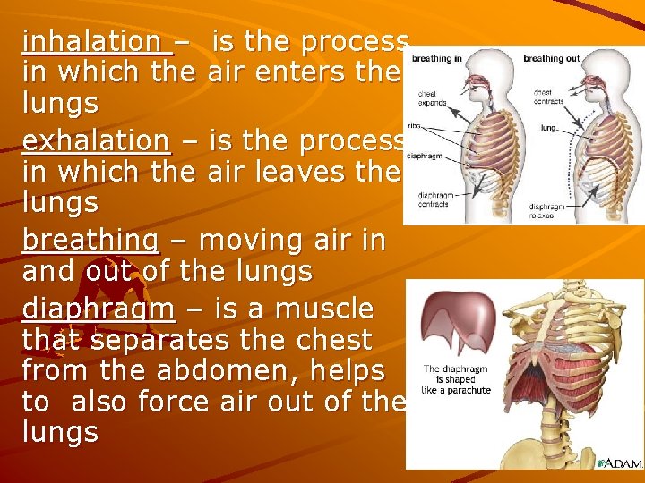 Respiratory System Lesson 6 vocabulary trachea the tube