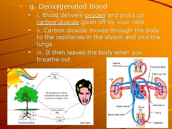 Respiratory System Lesson 6 vocabulary trachea the tube