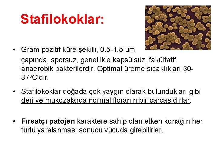 Cilt ve yumuak doku enfeksiyonlar Prof Dr Berna