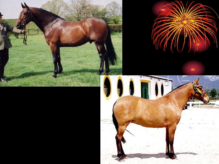 Coat Identification Color Variations Learner Objectives Describe the