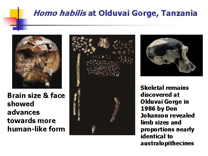 HUMAN EVOLUTION GENUS HOMO TimeLine of Hominid Evolution