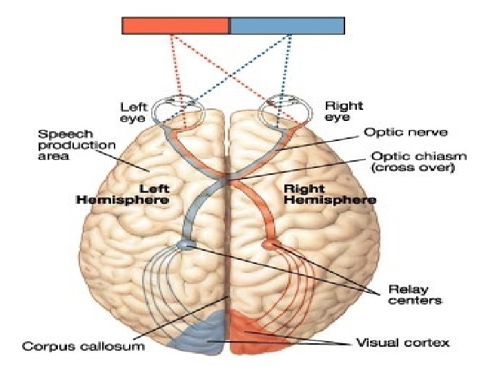 BRAIN CNS A major coordinating centre for sensory