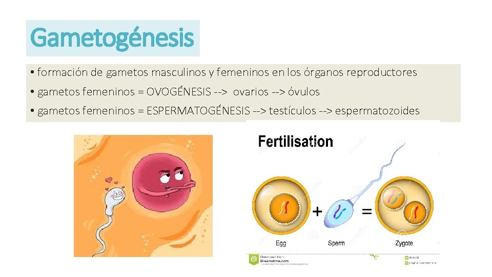 Gametos Describir y establecer la importancia en la