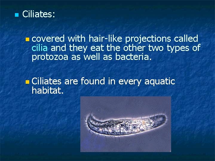 Kingdom Protista Objective 25 I can describe protists