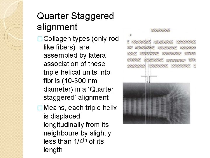 COLLAGEN Collagen Major component of most connective tissue