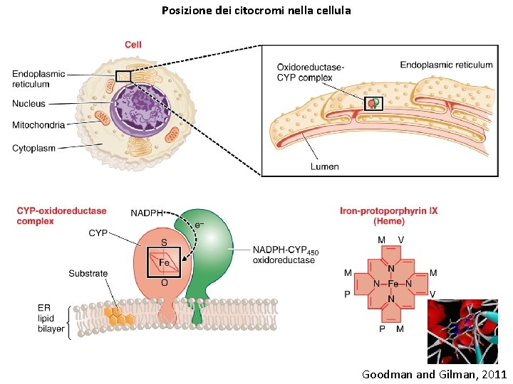 Enzimi coinvolti nel metabolismo dei farmaci Fase I