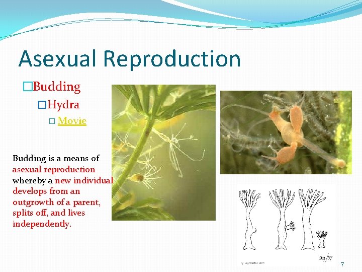Asexual vs Sexual Reproduction 1 Match it Up
