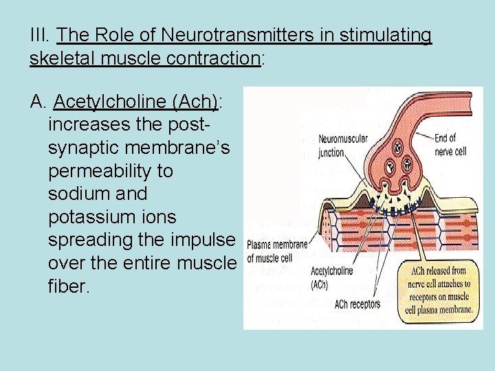Movement Analysis Neuromuscular Function I The Motor Unit