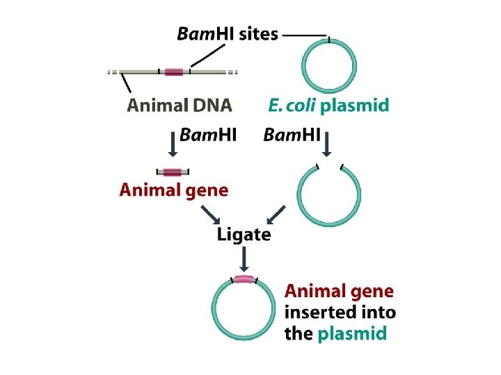Outcome 5 Part 1 Restriction Enzymes Life cycle