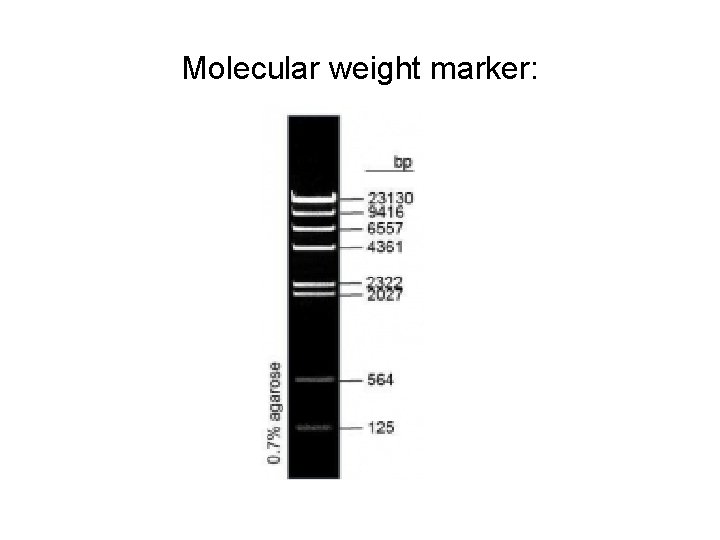 Outcome 5 Part 1 Restriction Enzymes Life cycle