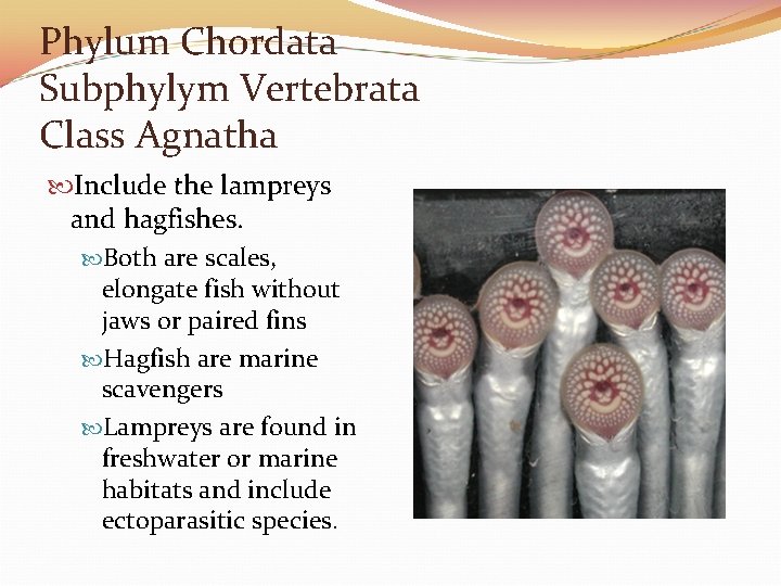 The Vertebrates Packet 78 Chapter 34 Introduction All