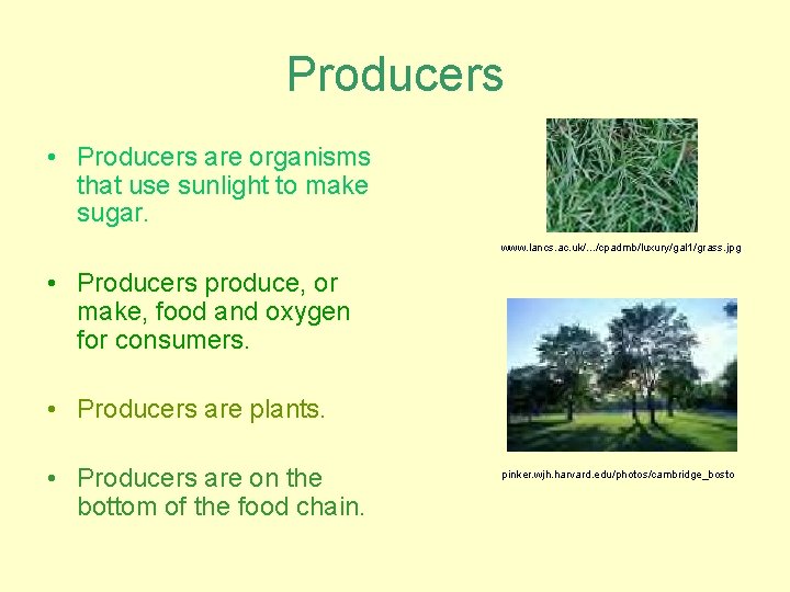 Ecosystems A community of all the living organisms