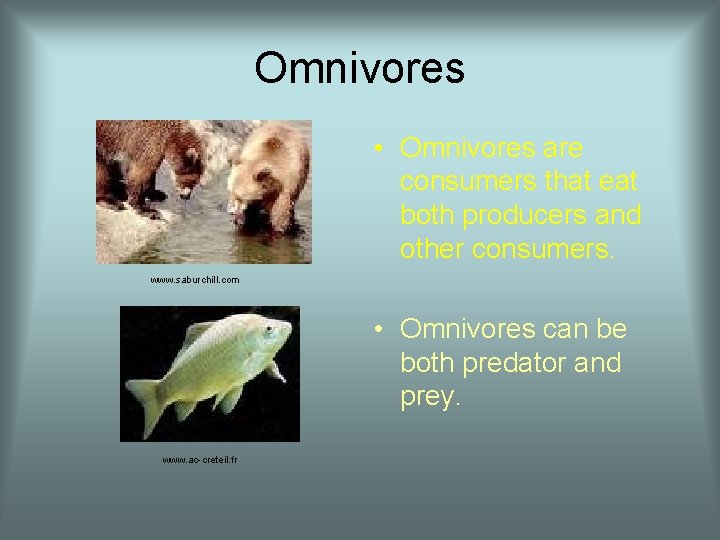 Ecosystems A community of all the living organisms