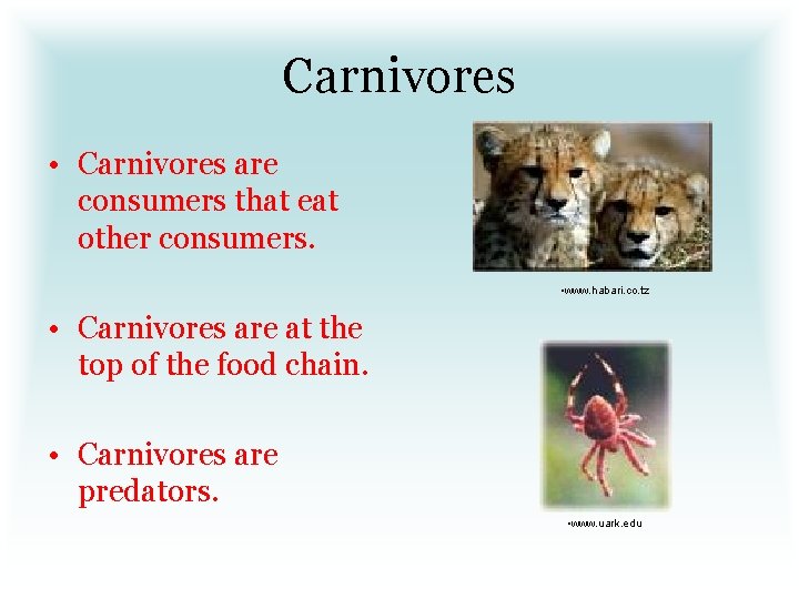 Ecosystems A community of all the living organisms