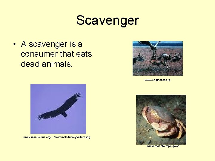 Ecosystems A community of all the living organisms