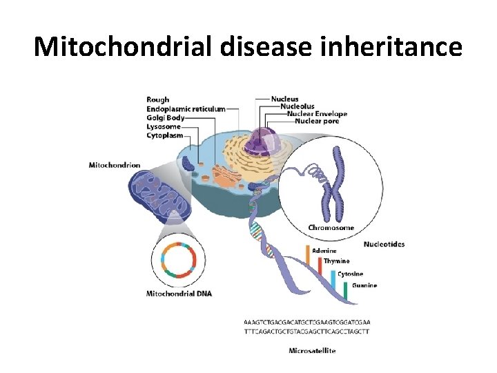 THE GENETICS OF MITOCHONDRIAL DISEASE By Dr Natasha