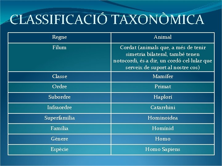 LESPCIE HUMANA AL REGNE ANIMAL HOMO SAPIENS CLASSIFICACI