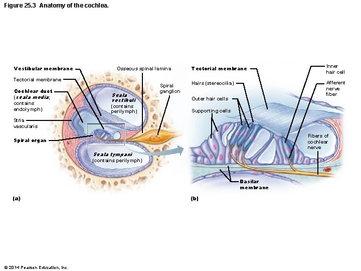 Figure 25 1 Anatomy of the ear External