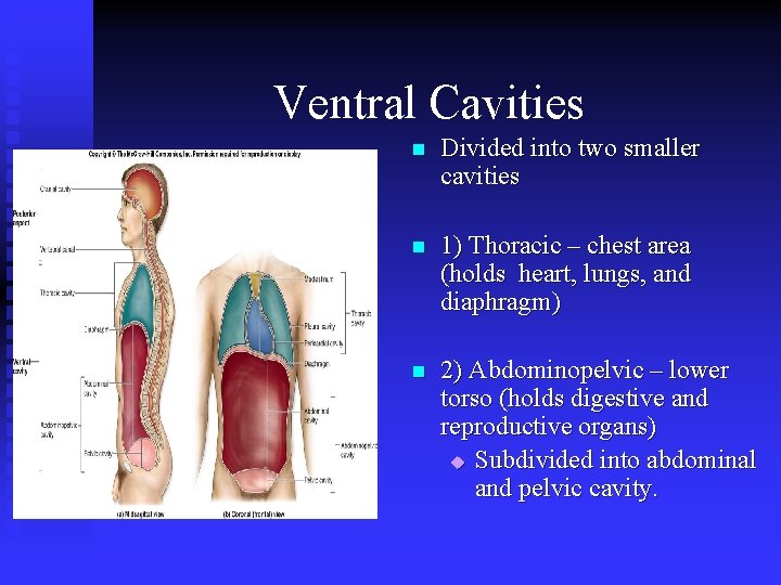 Anatomy Terms Orientation and Direction n Superior towards