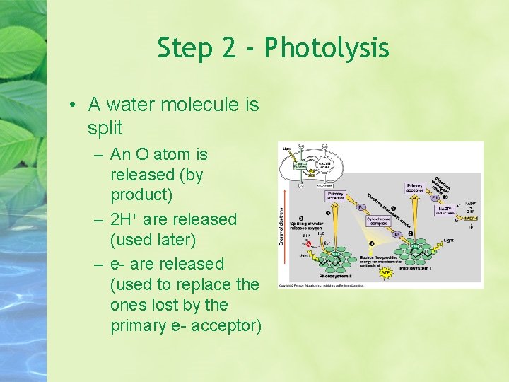 The Light Dependent Reactions 1 st stage of