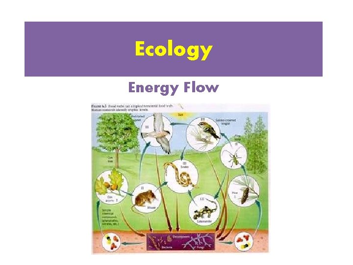 Ecology Energy Flow Food Chain A visual representation