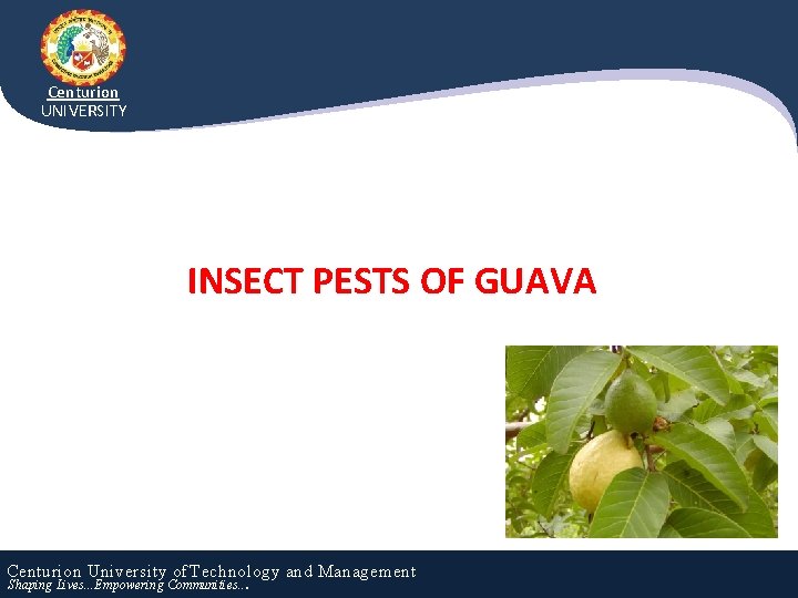 Centurion UNIVERSITY INSECT PESTS OF GUAVA Centurion University