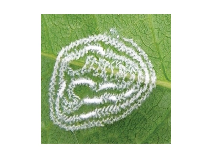 Centurion UNIVERSITY INSECT PESTS OF GUAVA Centurion University