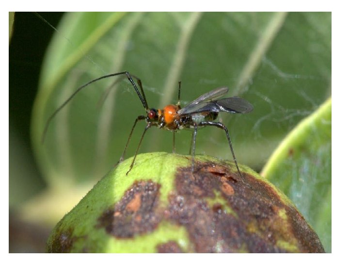 Centurion UNIVERSITY INSECT PESTS OF GUAVA Centurion University