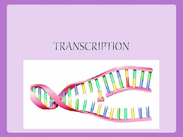 REVISION TRANSCRIPTION TRANSLATION Topic 3 IB Biology Miss