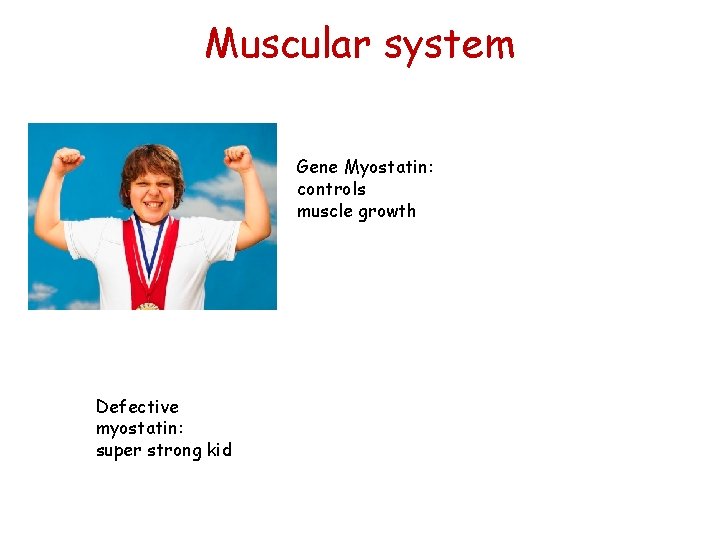 Muscular system Gene Myostatin controls muscle growth Defective