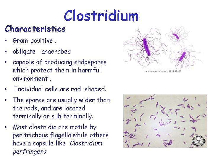 Clostridium spp Part I Dr Wasan Abdulilah Bakir