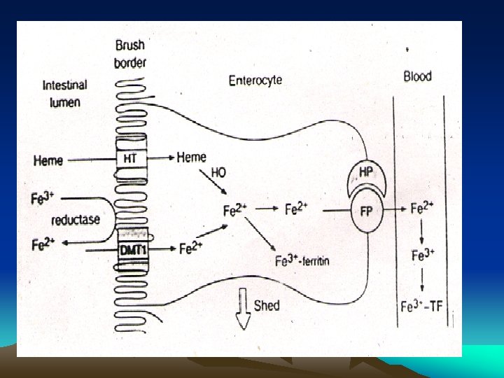 TRACE ELEMENTS IRON IRON METABOLISM DISTRIBUTION OF IRON