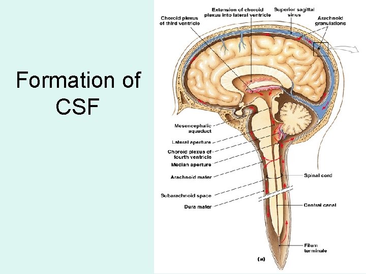 The Brain The Brain The Brain is part