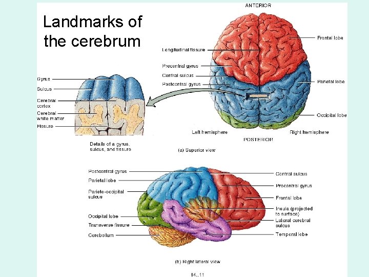 The Brain The Brain The Brain is part