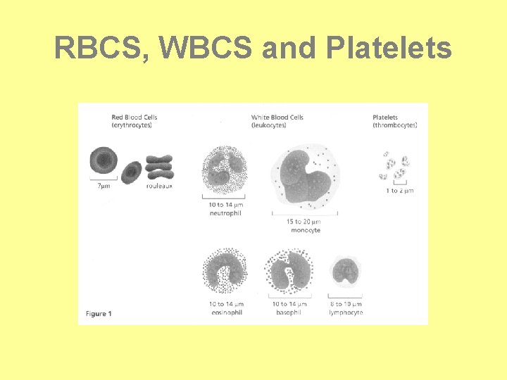 QOD 1 Identify the parts of the blood