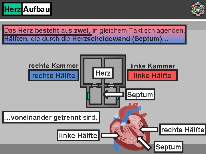 Herz Aufbau und Funktion Das Herz ist ein