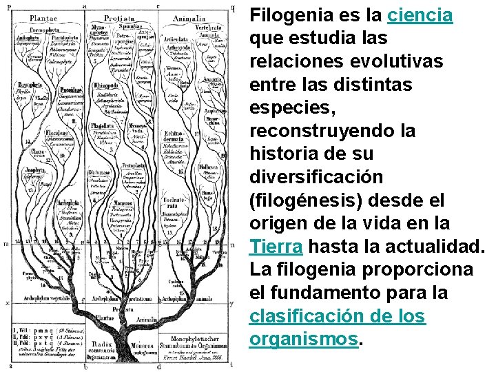 FILOGENIA Y TAXONOMIA BOTANICA Filogenia es la ciencia