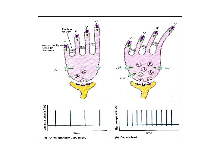 Physiology of Hearing By Dr Abdel Aziz M