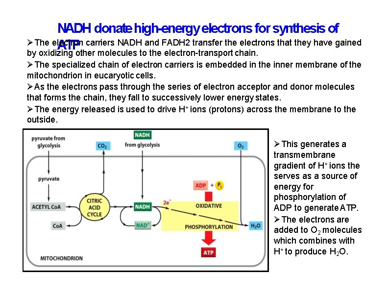 Cell Biology Glycolysis and The Citric Acid Cycle