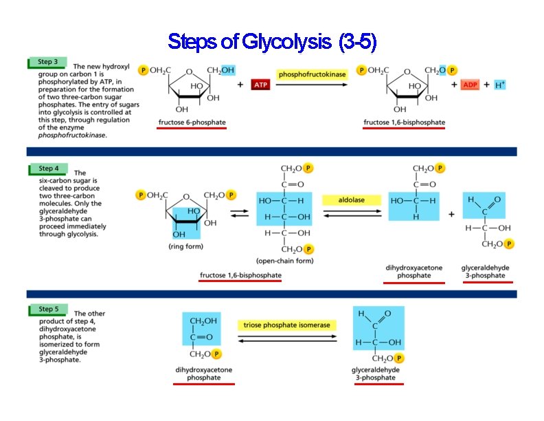 Cell Biology Glycolysis and The Citric Acid Cycle