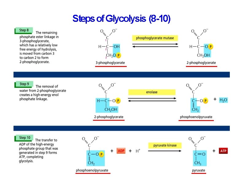 Cell Biology Glycolysis and The Citric Acid Cycle