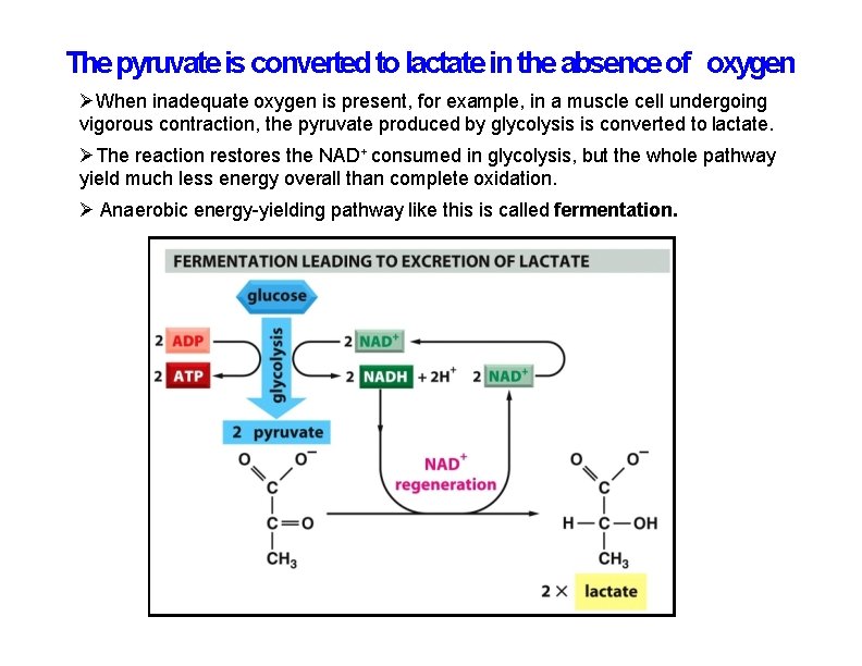 Cell Biology Glycolysis and The Citric Acid Cycle