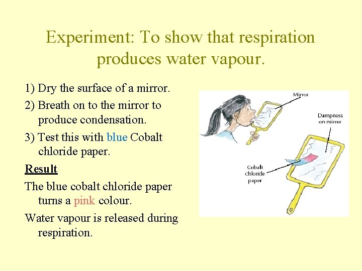 The Breathing System Chapter 5 Respiration is the