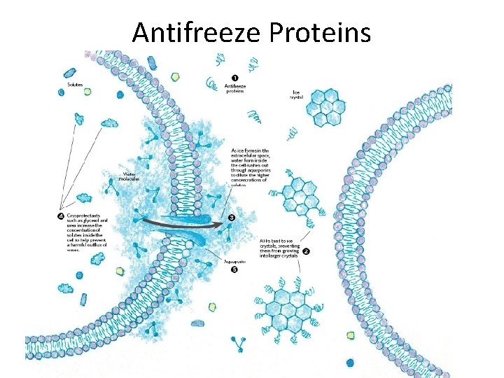Biology Unit C From Life to Lifestyle Science